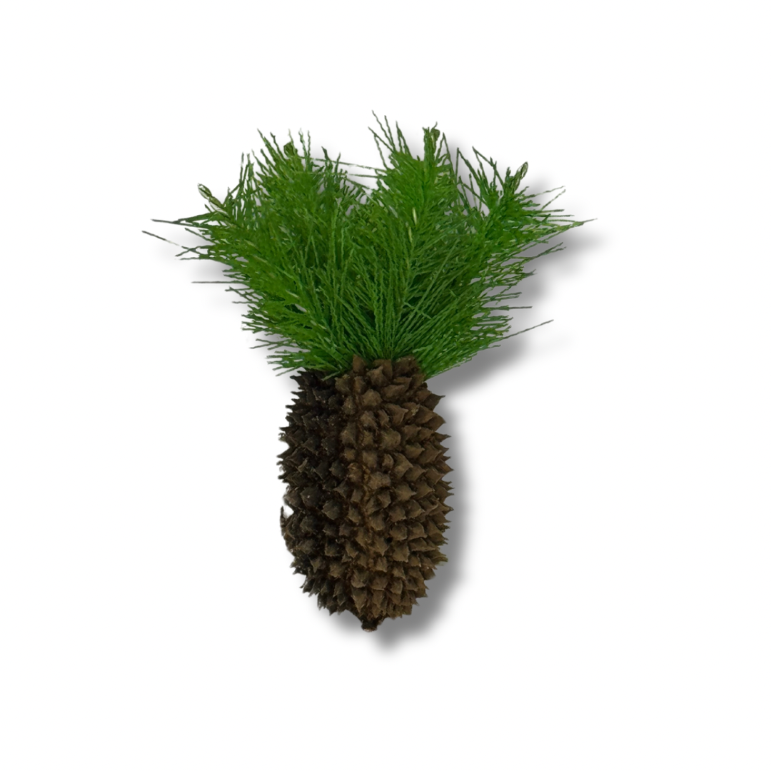 Palmera Datilera miniatura – Escala Gráfica