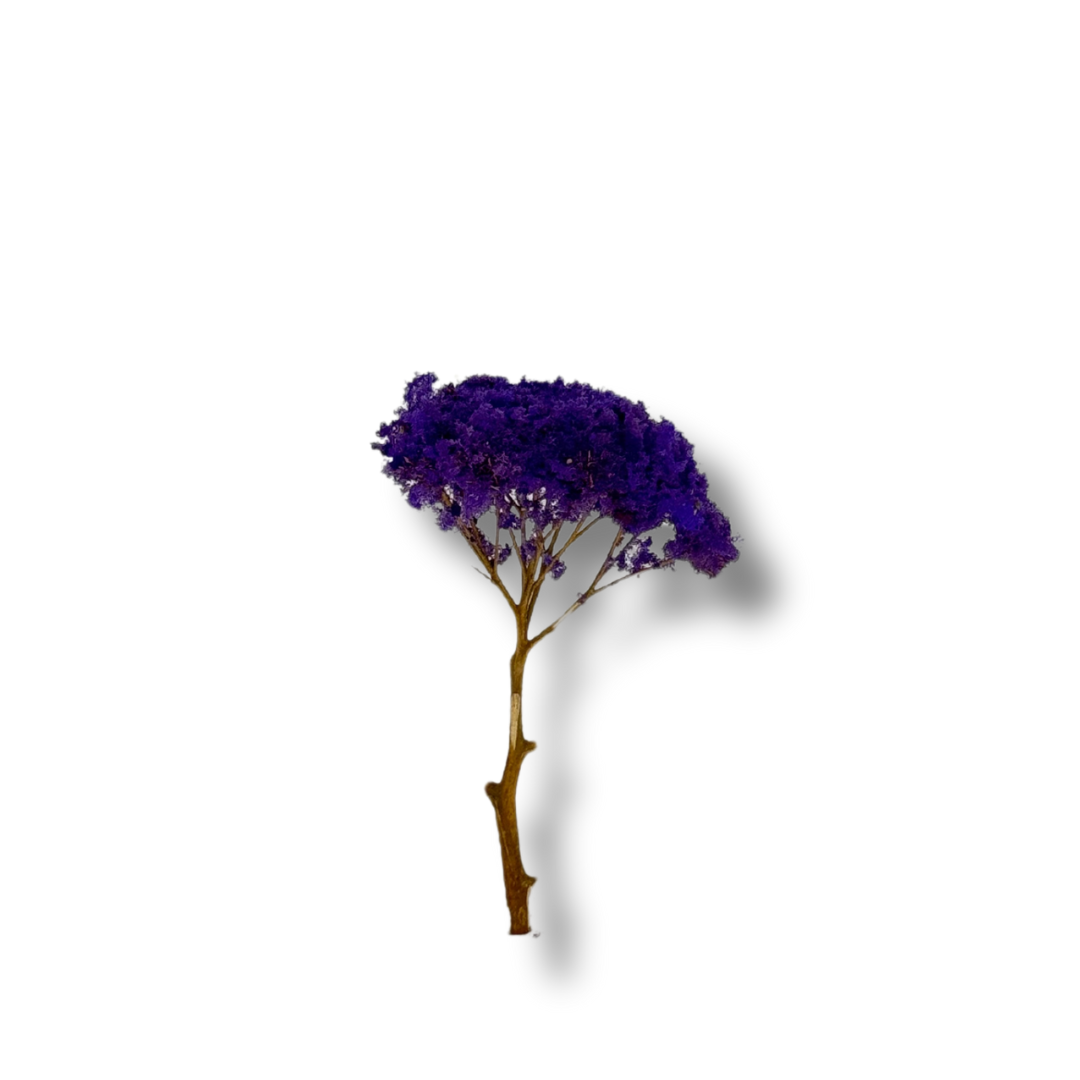 Jacaranda miniatura – Escala Gráfica